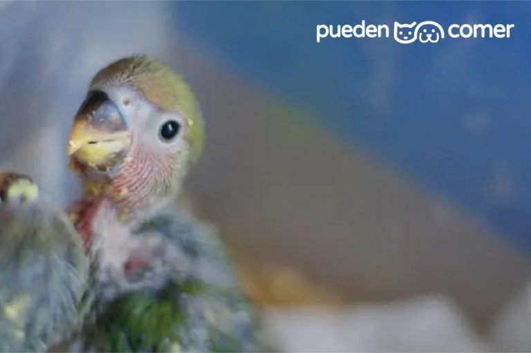 🦜¿Qué pueden comer los loros pichones? - ¿Pueden Comer?