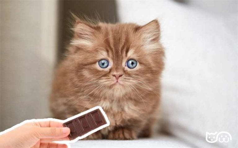 🐈 ¿Los gatos pueden comer chocolate? 🍫 - ¿Pueden Comer?