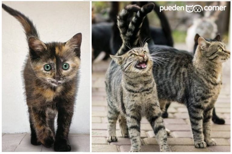¿Qué dice tu Gato con su Cola? - ¿Pueden Comer?