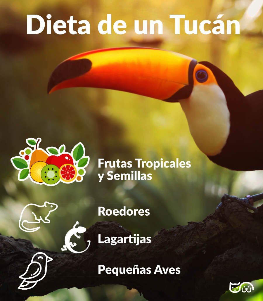 ¿Qué Comen los Tucanes? - ¿Pueden Comer?